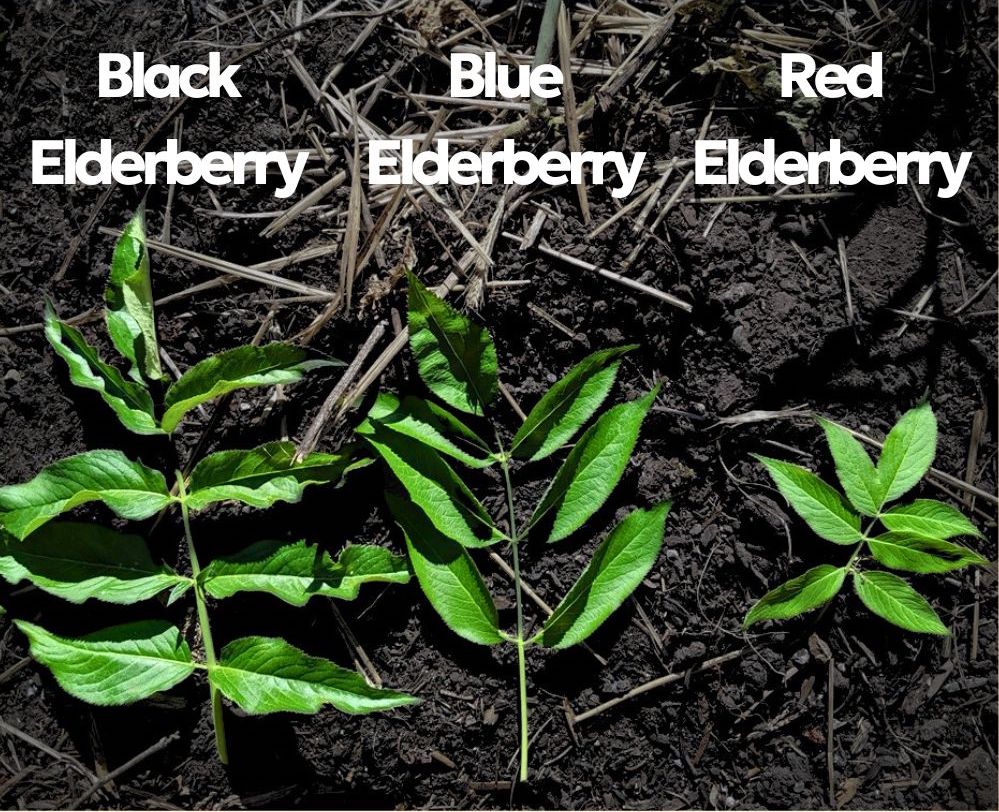 Your Visual Guide to Identify Elderberry Species in the Pacific Northwest